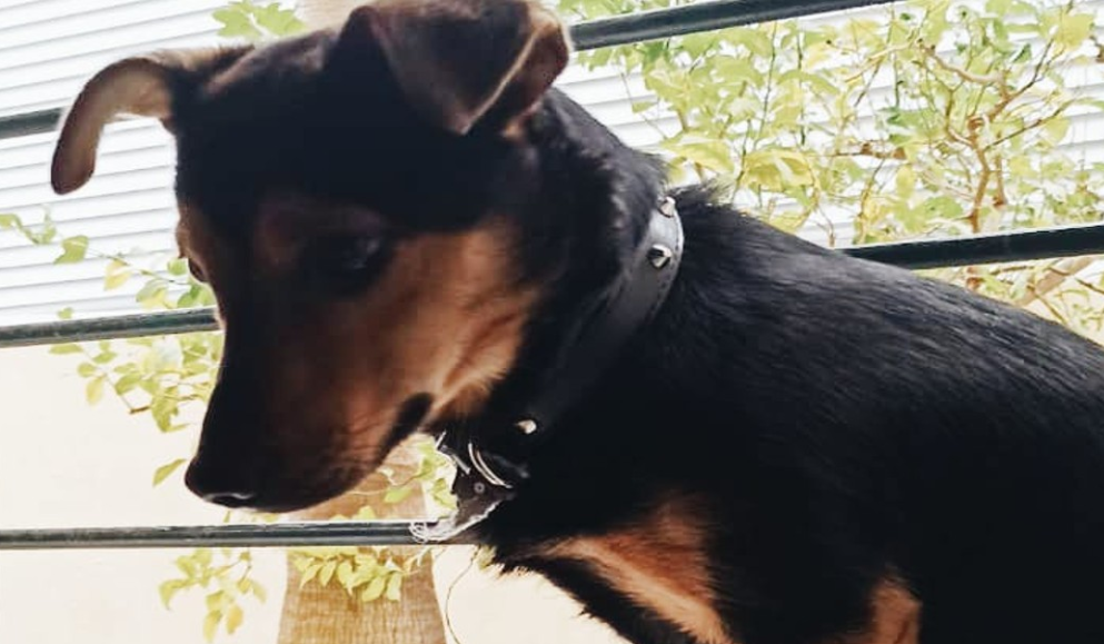 Tendrá que cumplir cuarentena en el aeropuerto: La historia de Coco, el ...