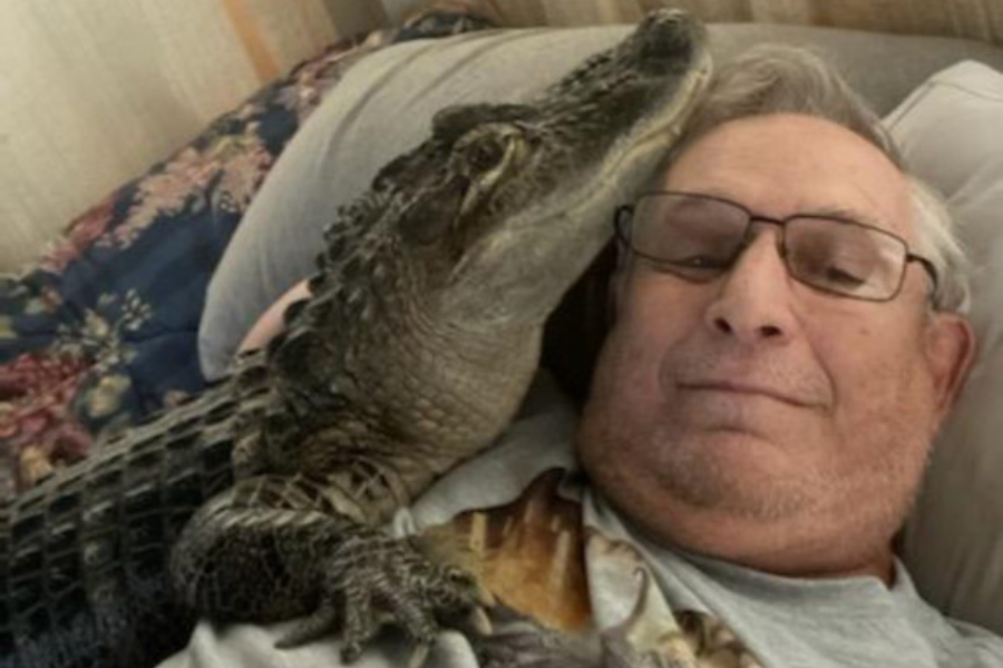 Hombre de 68 años con cáncer tiene a un caimán como animal de apoyo ...