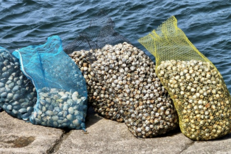 Loco chileno es elegido el Molusco Internacional del Año: ¿Qué ...