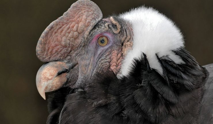 Enorme pila de excremento revela 2.200 años de historia del cóndor ...