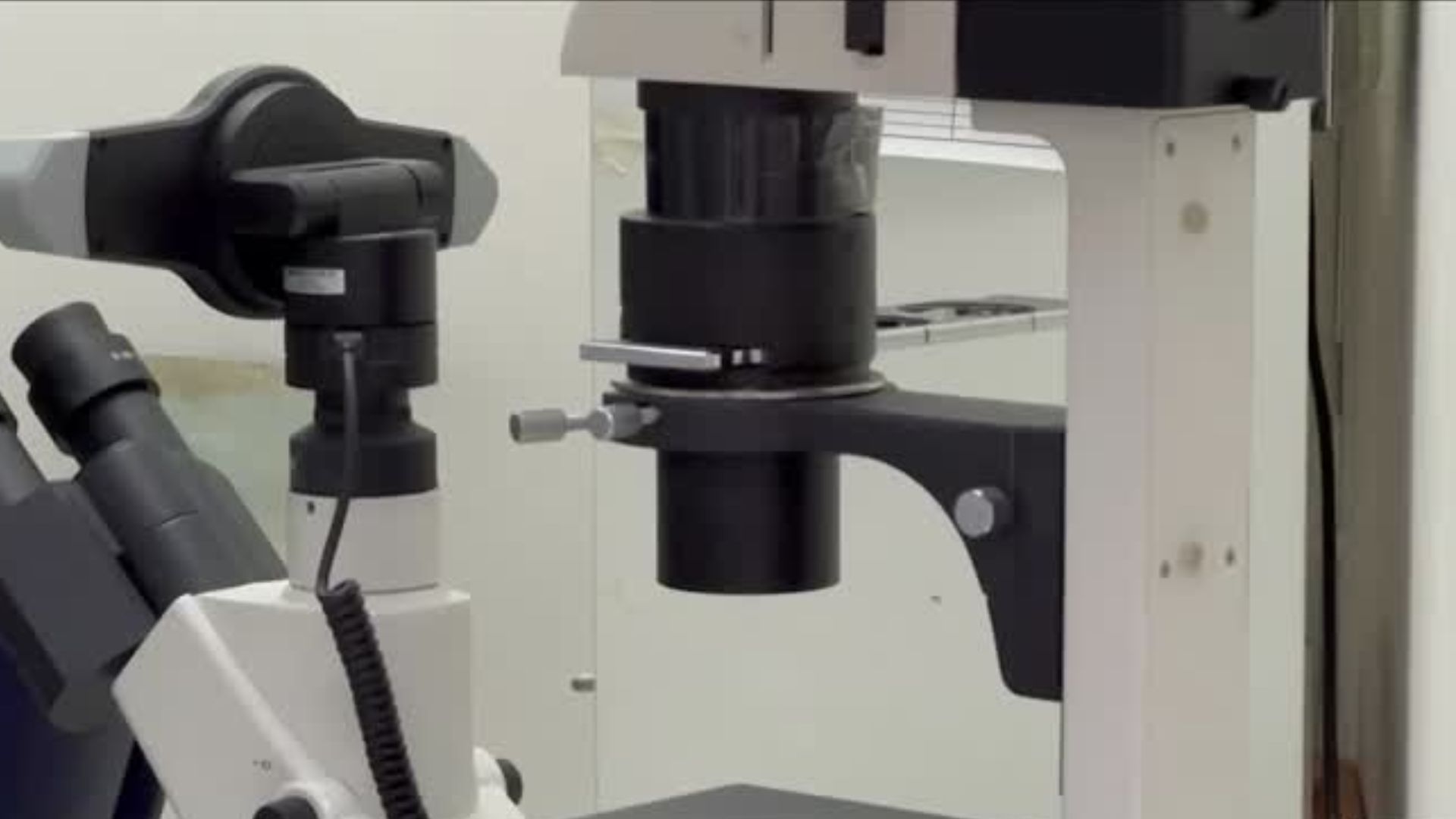 Brote de virus Nipah enciende las alertas: Qué es, cuáles son sus ...