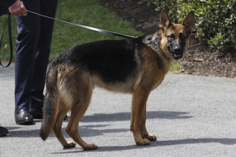 Expulsan al perro de Joe Biden de la Casa Blanca por morder a varios ... Expulsan al perro de Joe Biden de la Casa Blanca por morder a varios ...