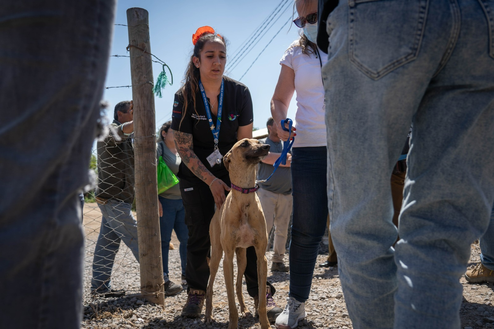 Más de 30 perros son rescatados de una parcela por maltrato animal en ...