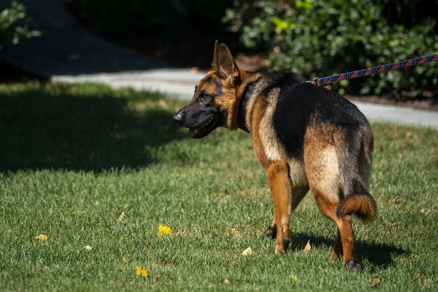 Commander, el perro de Joe Biden, mordió al personal del Servicio ... Commander, el perro de Joe Biden, mordió al personal del Servicio ...