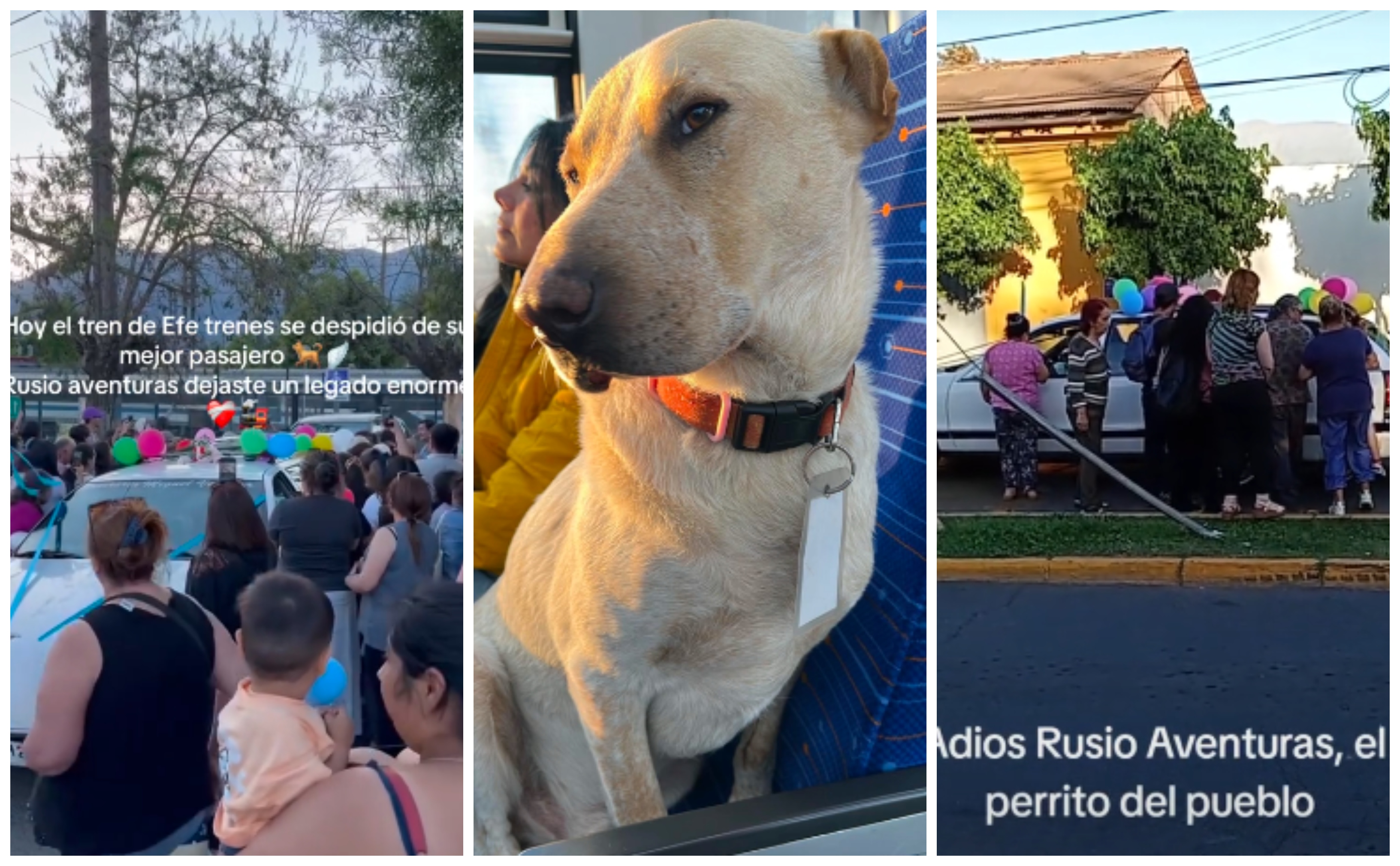 “Rusio Aventuras”: La historia del perro viajero cuya muerte enlutó a ...