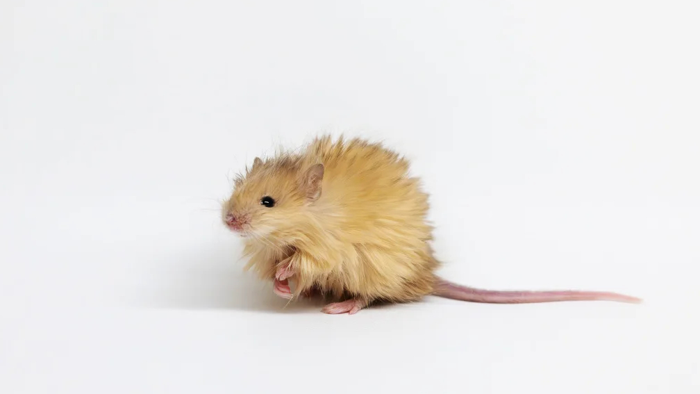 Crean un ratón con ADN de mamut en laboratorio: El primer gran paso en ...