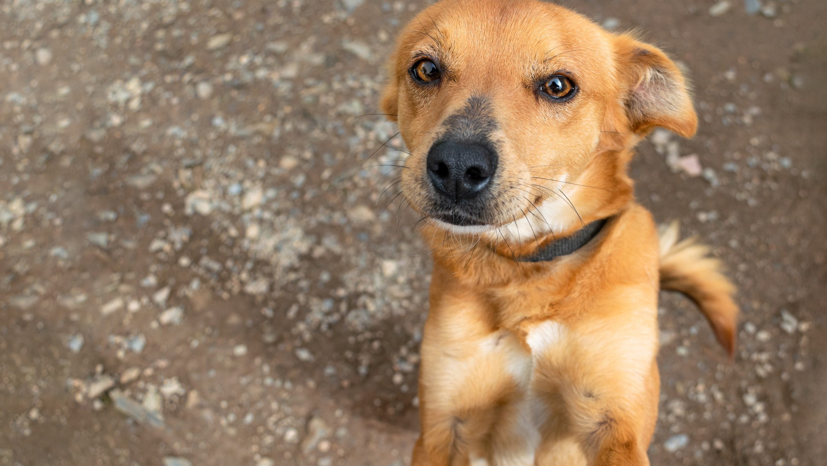 Día del Perro sin Raza: ¿Por qué los canes mestizos son más sanos ...