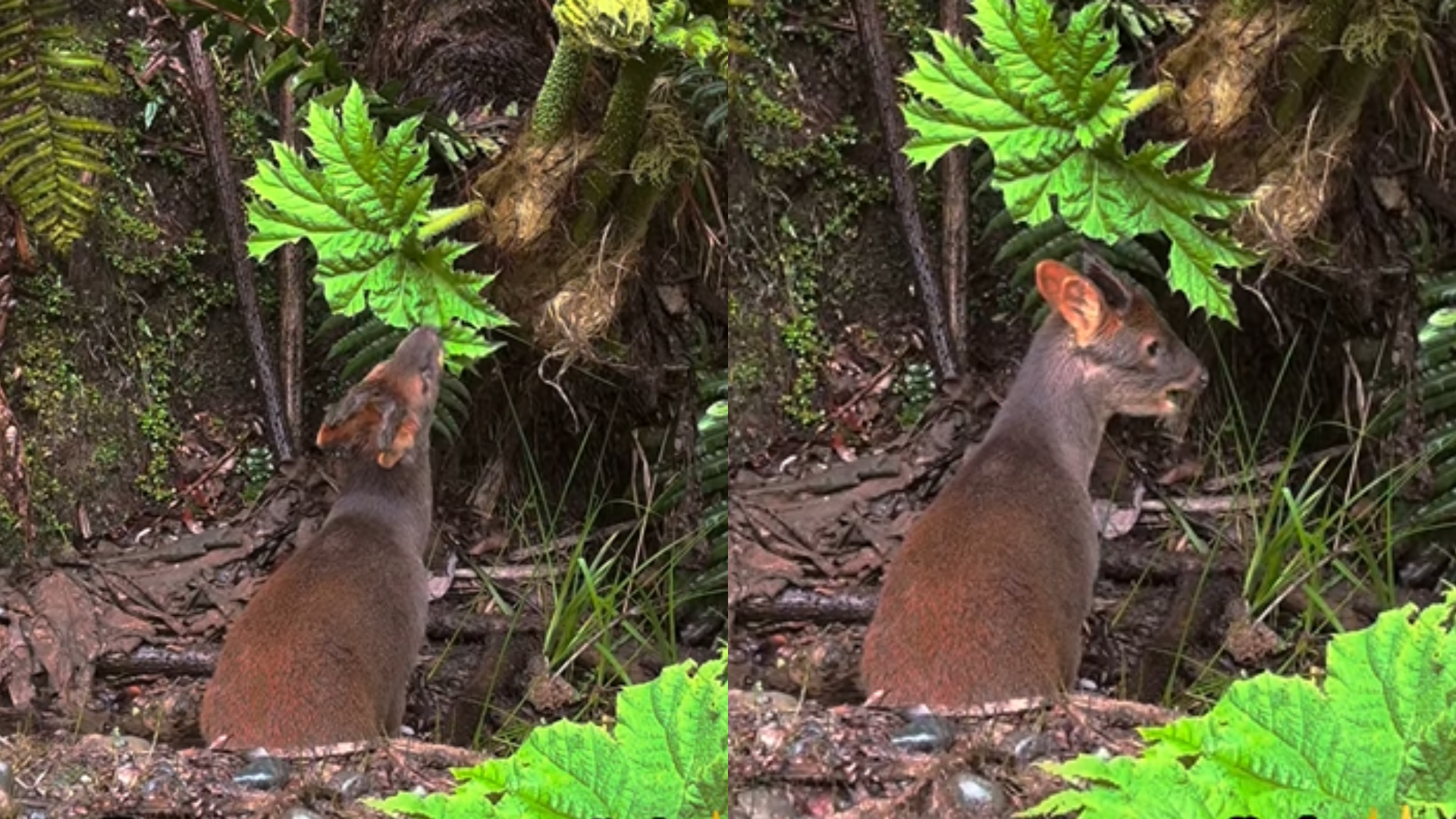 Capturan tierno avistamiento de pudú comiendo nalca en Chiloé