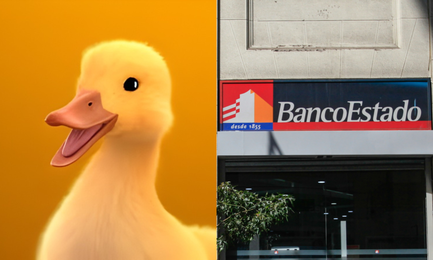 La disputa por el pato de BancoEstado: Hijos del creador exigen más de ...