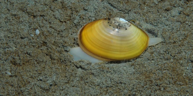 Científicos chilenos descubren 5 diferentes tipos de bivalvo en lo que ...