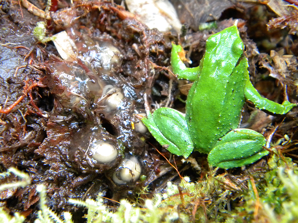 Así funciona la alianza internacional que busca salvar a la ranita de ...