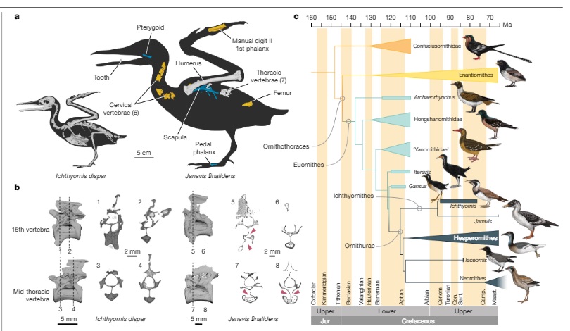 Este es el fósil de un ave premoderna que desafía más de un siglo de ...
