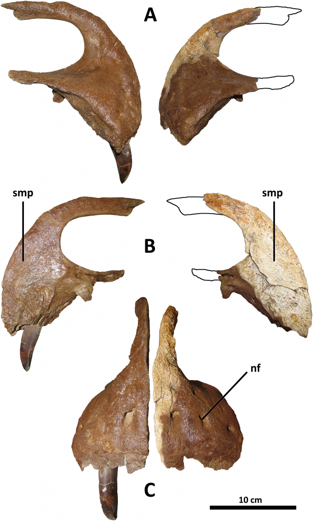 Descubren Nueva Especie De Tiranosaurio Científicos Creen Que Se