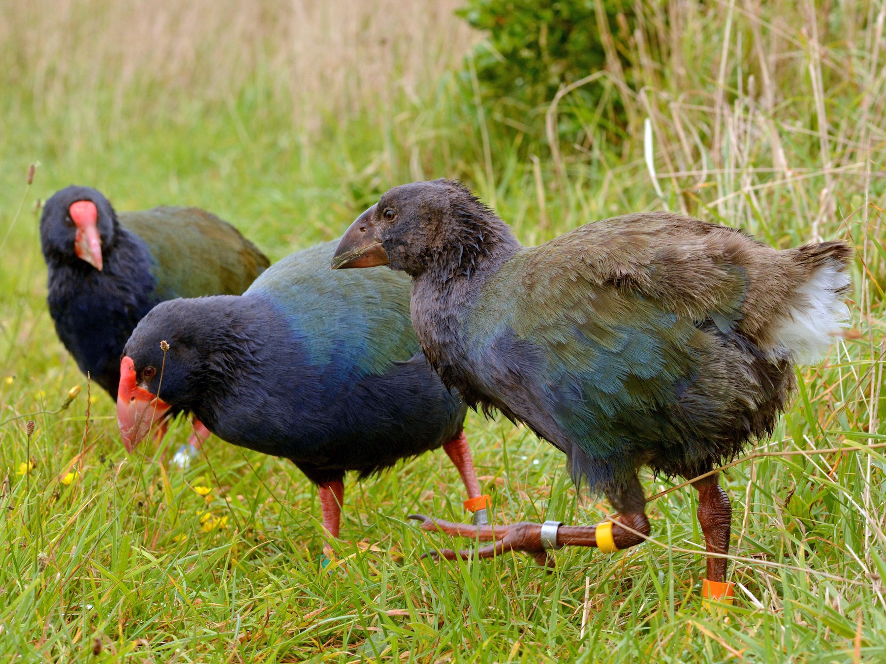 Del olvido a la supervivencia: La inspiradora historia del Takahē, el ...