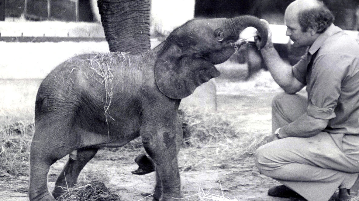 ¿Quién fue Motty? La historia del primer y único elefante híbrido del mundo
