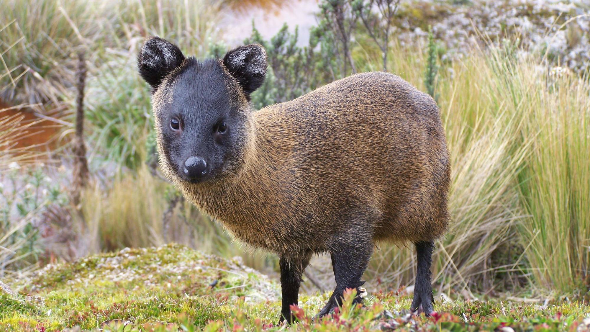 Por primera vez en 60 años: Científicos descubren nueva especie de pudú en Perú